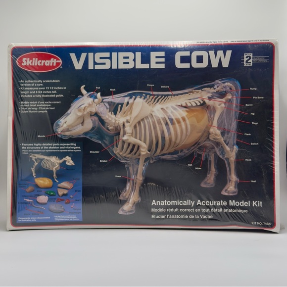 13.5” | Other | Skilcraft Visible Cow Model Skeletal And Organ Anatomy ...